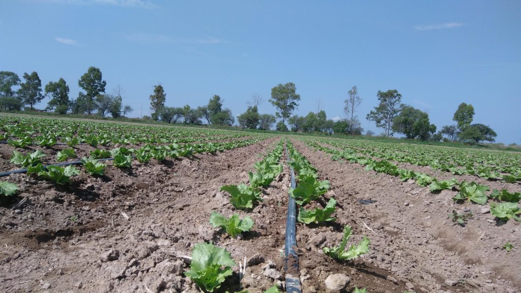 Yeso agrícola vs. cal agrícola: ¿Cuál es más efectivo para mejorar el ...